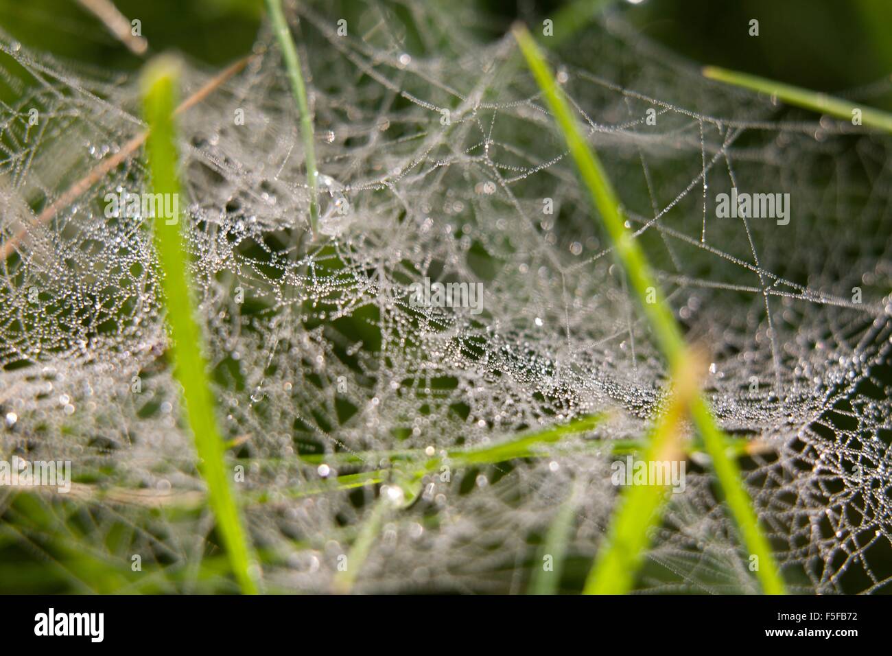 beads of dew on a spider web Stock Photo - Alamy
