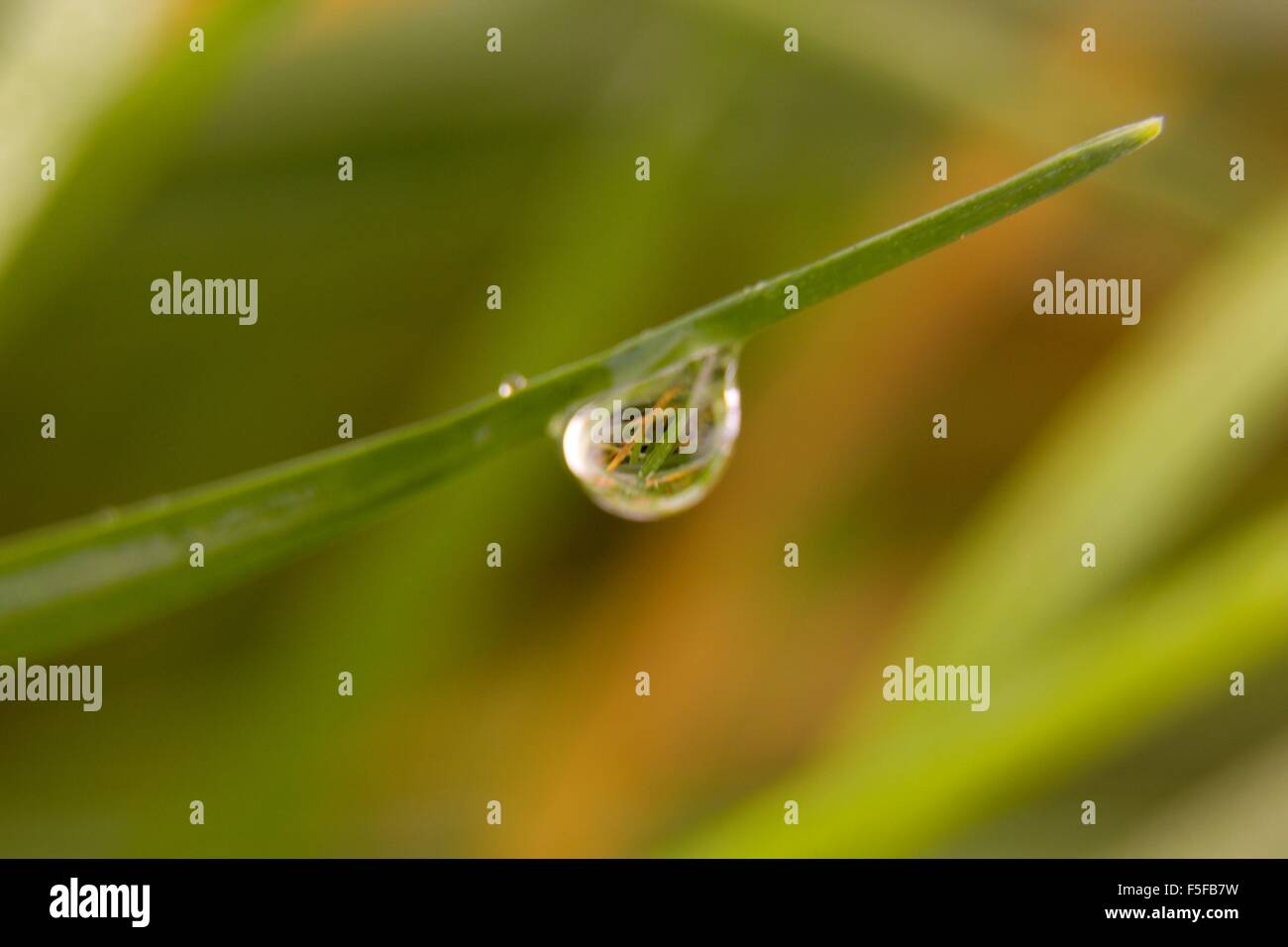 drop of dew on the grass Stock Photo - Alamy