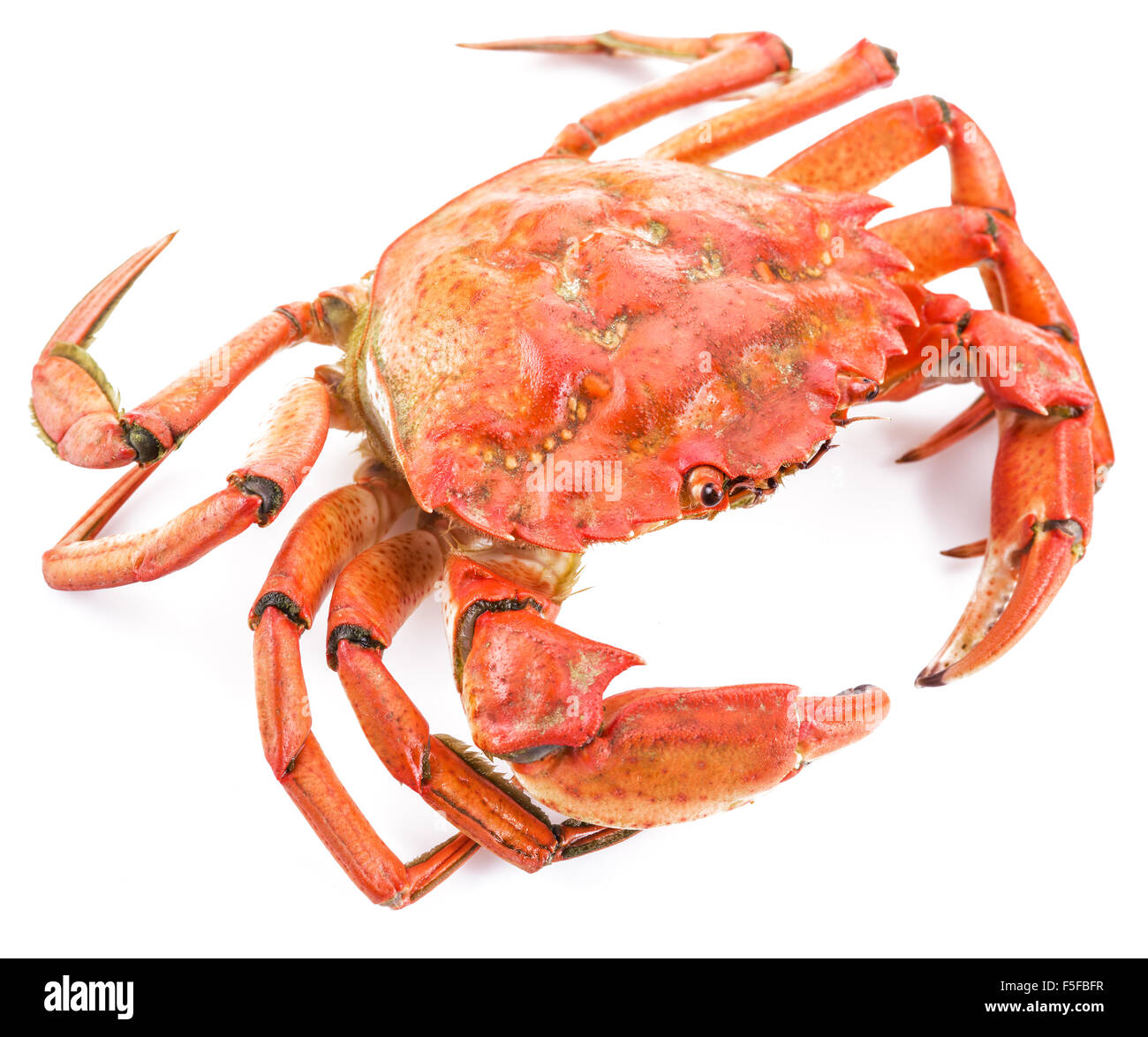 Cooked crab isolated on a white background Stock Photo - Alamy