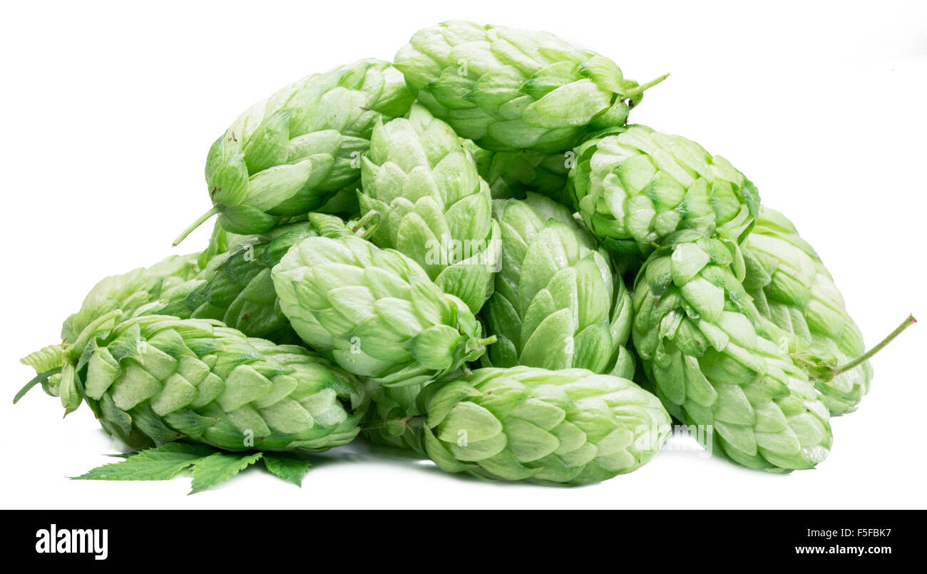 Hop cones. Isolated on white background Stock Photo - Alamy
