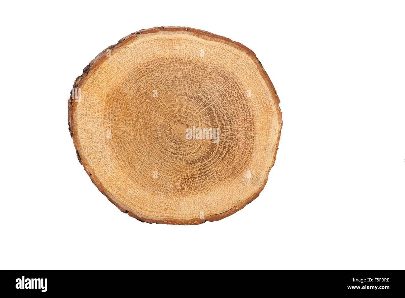 detailed sectional view of the tree (white background Stock Photo - Alamy