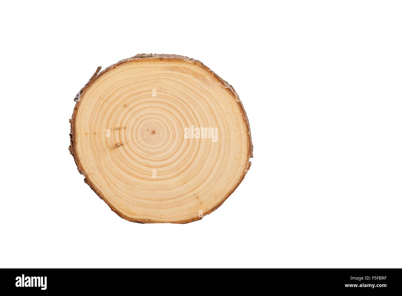 Seamless background forest trees Cut Out Stock Images & Pictures - Alamy