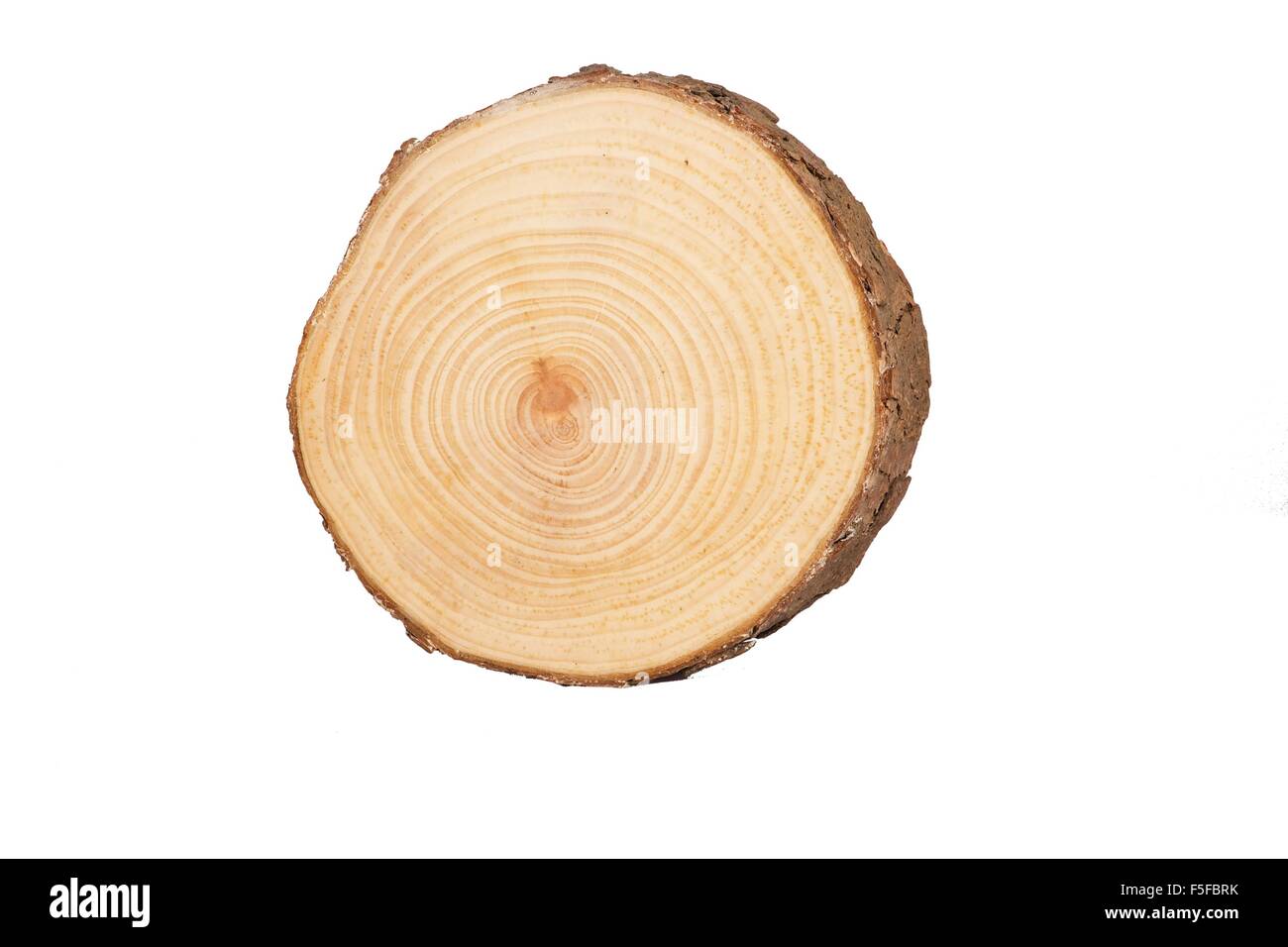 detailed sectional view of the tree (white background Stock Photo - Alamy
