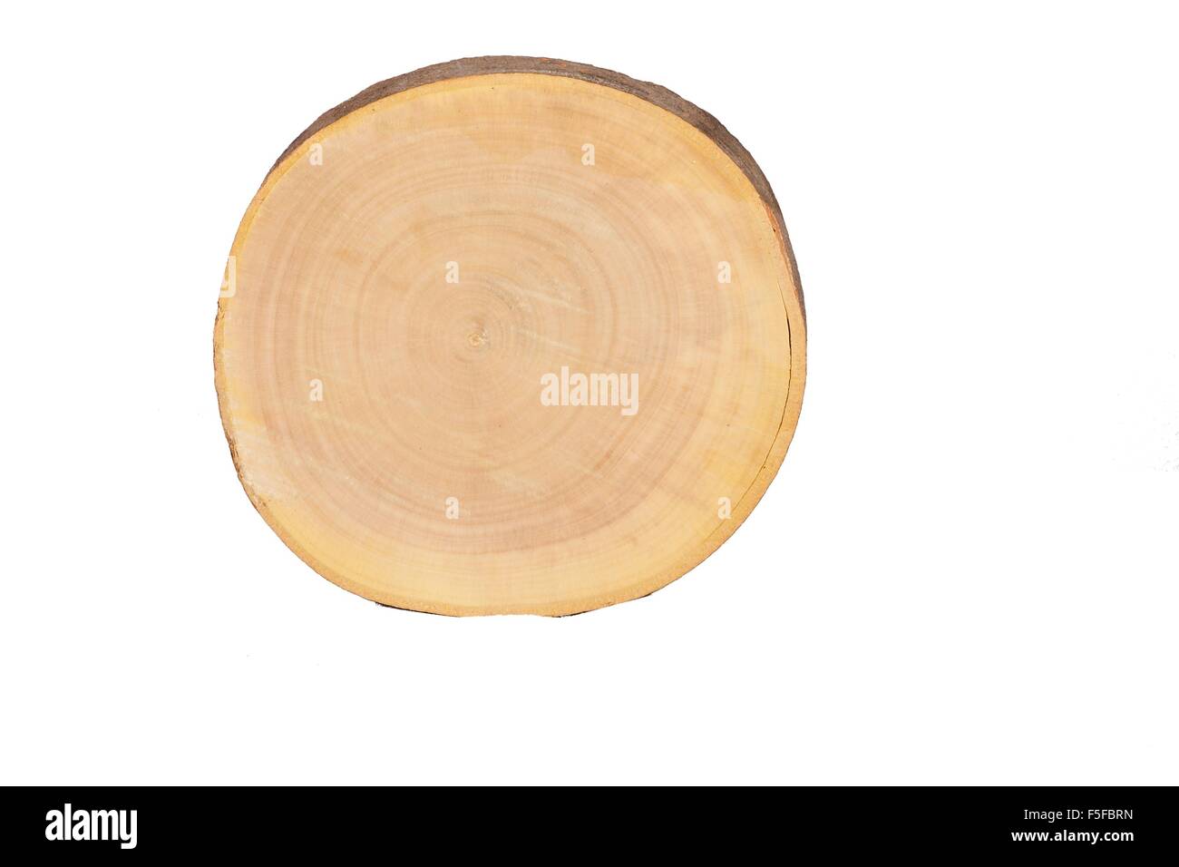 detailed sectional view of the tree (white background Stock Photo - Alamy