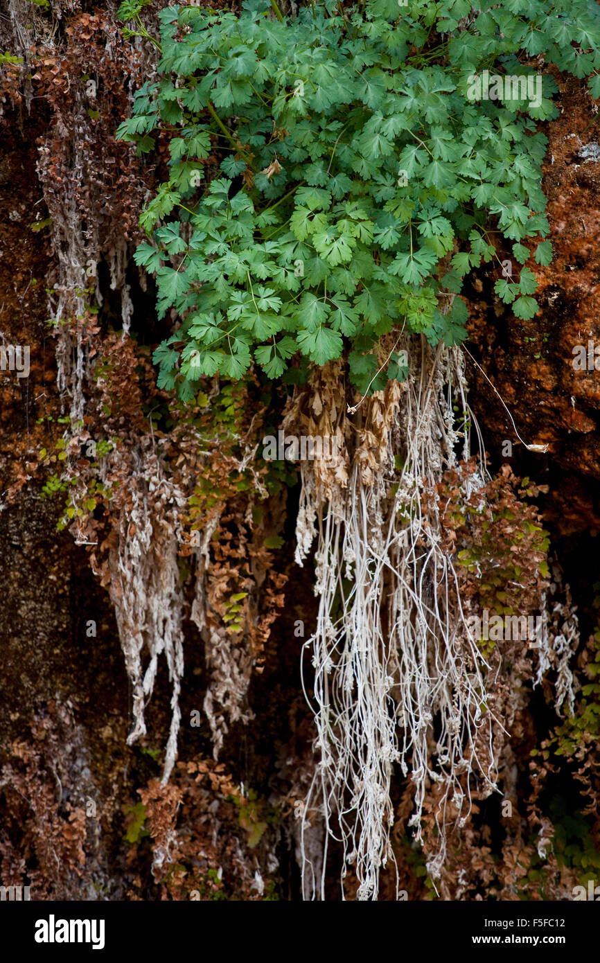 Zion National Park, Utah, USA. 09th Apr, 2012. Lush greenery grows in a ...