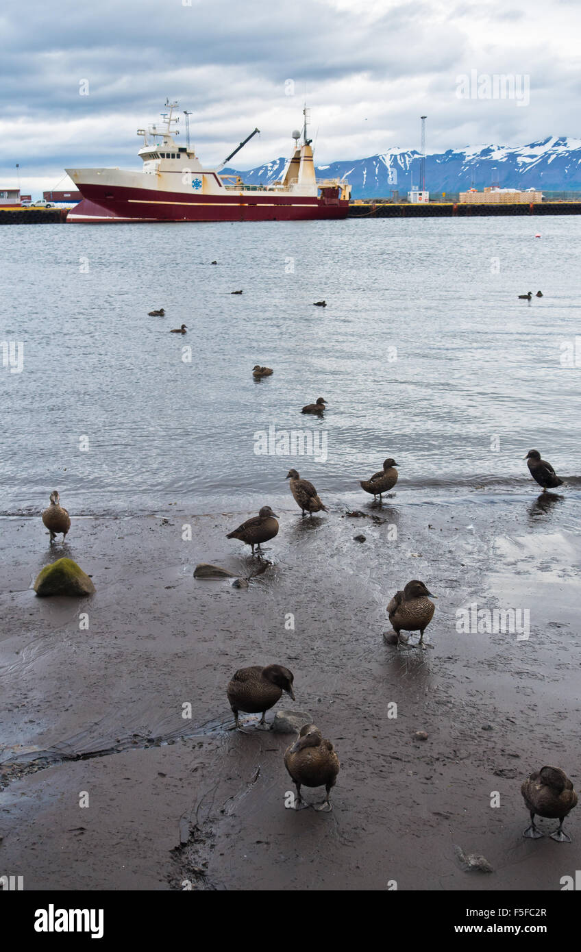 Dalvik iceland hi-res stock photography and images - Alamy