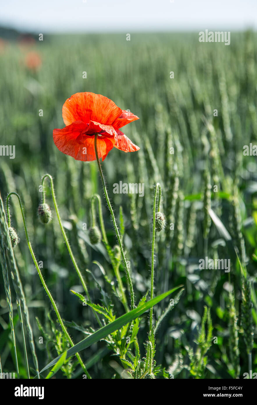 Dainty bloom hi-res stock photography and images - Alamy