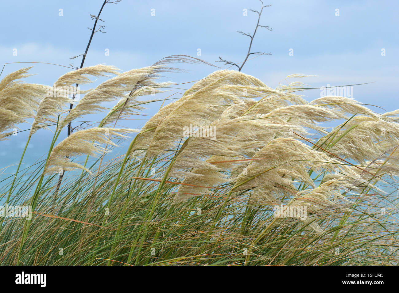 Austroderia sp hi-res stock photography and images - Alamy