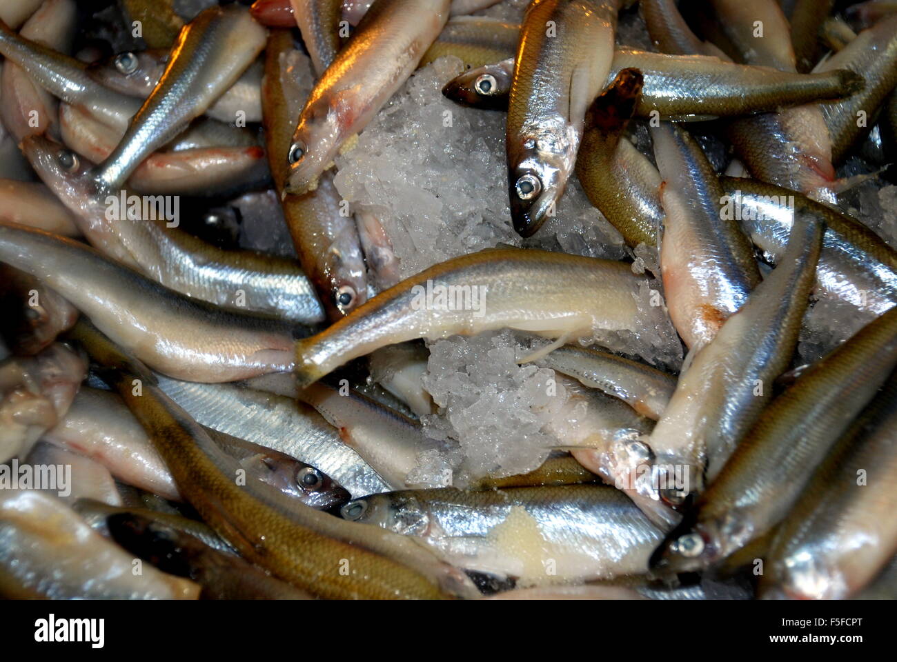 For minnows or sticklebacks hi-res stock photography and images - Alamy