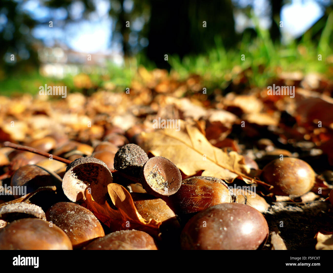 Acorn Background Design High Resolution Stock Photography and Images ...