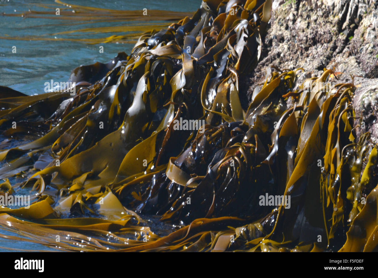Giant bladder kelp hi-res stock photography and images - Alamy