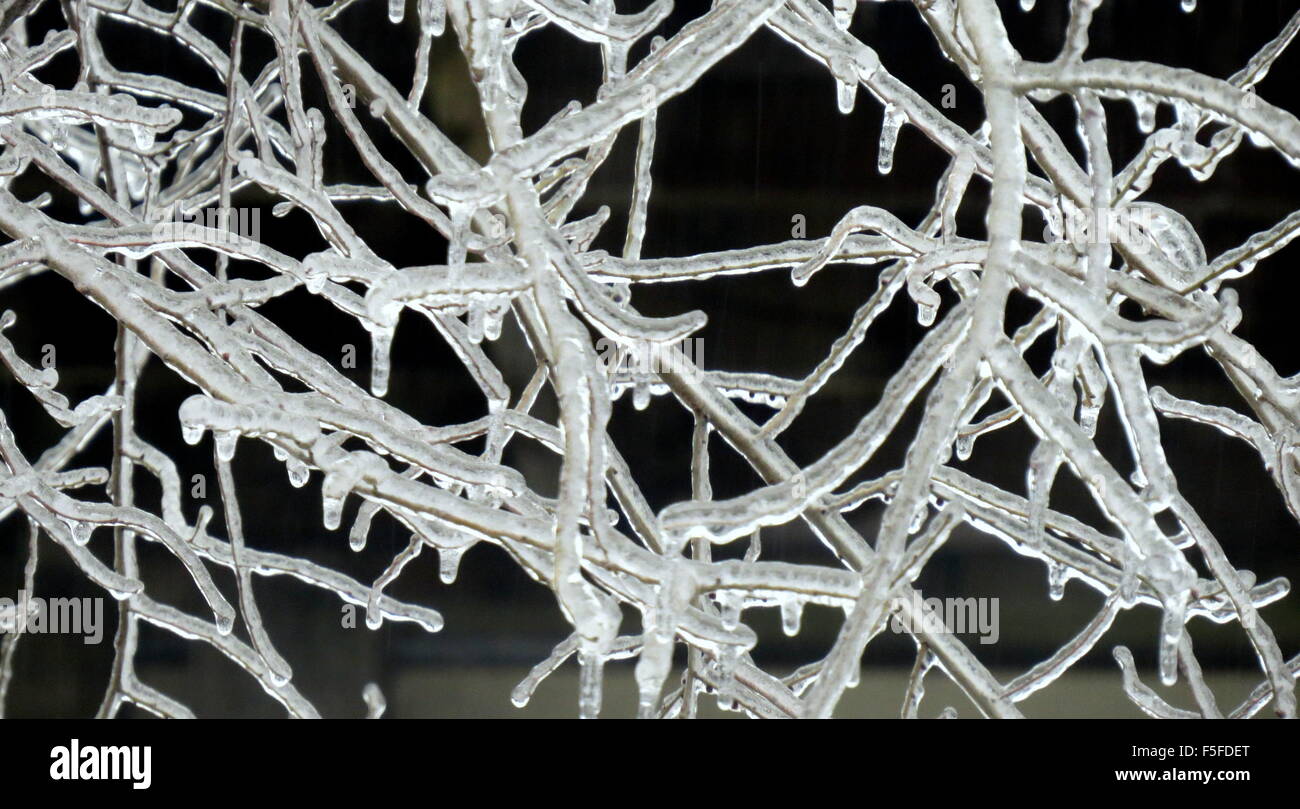 Branches covered in ice during ice storm Stock Photo - Alamy