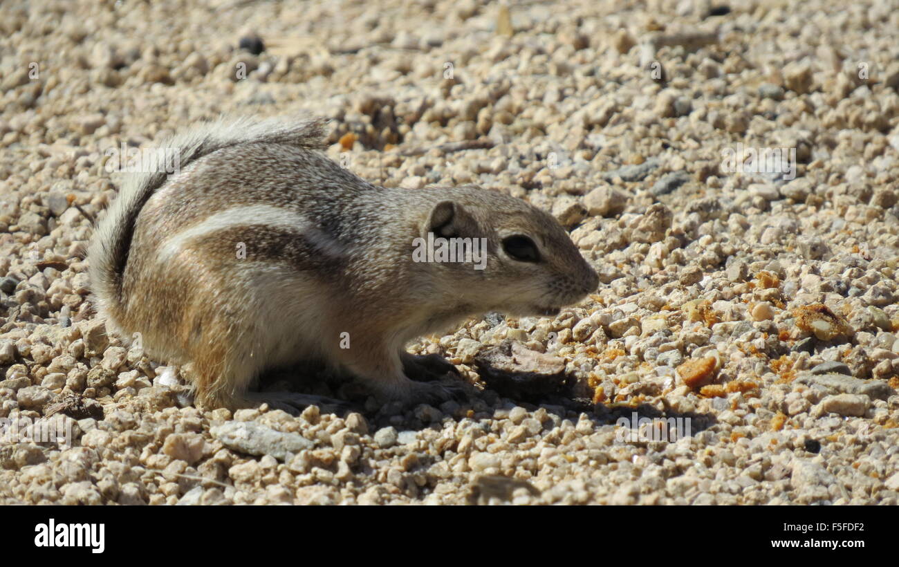 Antelope squirrel hi-res stock photography and images - Alamy