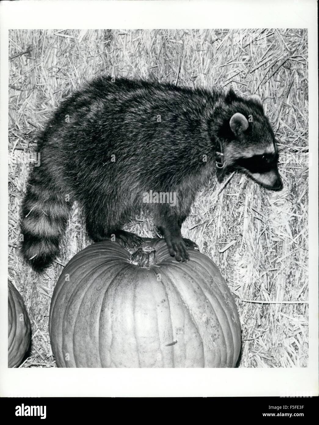 1967 - The San Diego Zoo's Ruby raccoon is feeling on top of it all ...