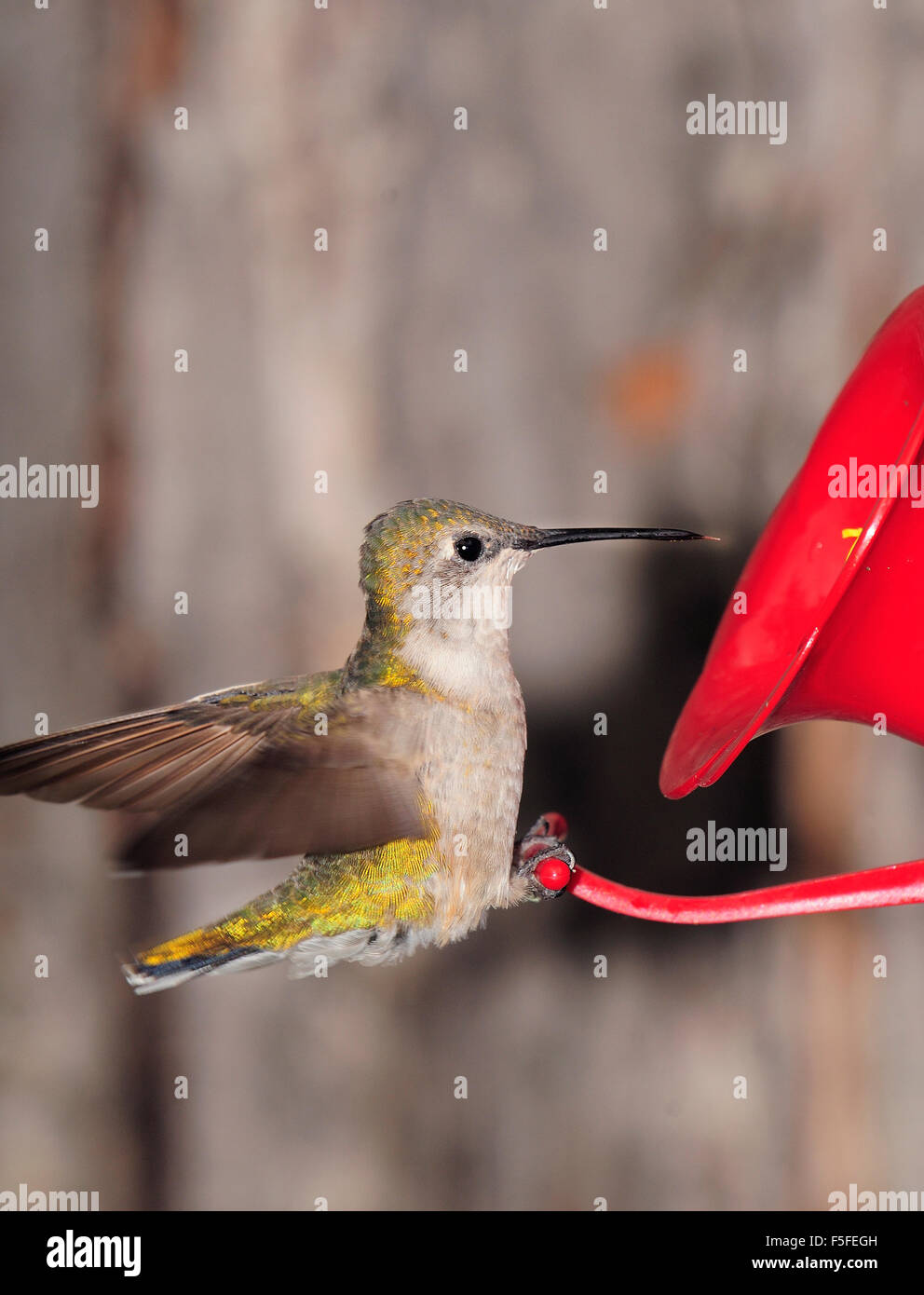 Ruby Throated Hummingbird at feeder. / Archilochus colubris Stock Photo ...