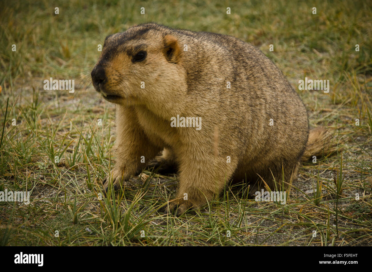 Groundhog/ Marmot taken in India Stock Photo - Alamy