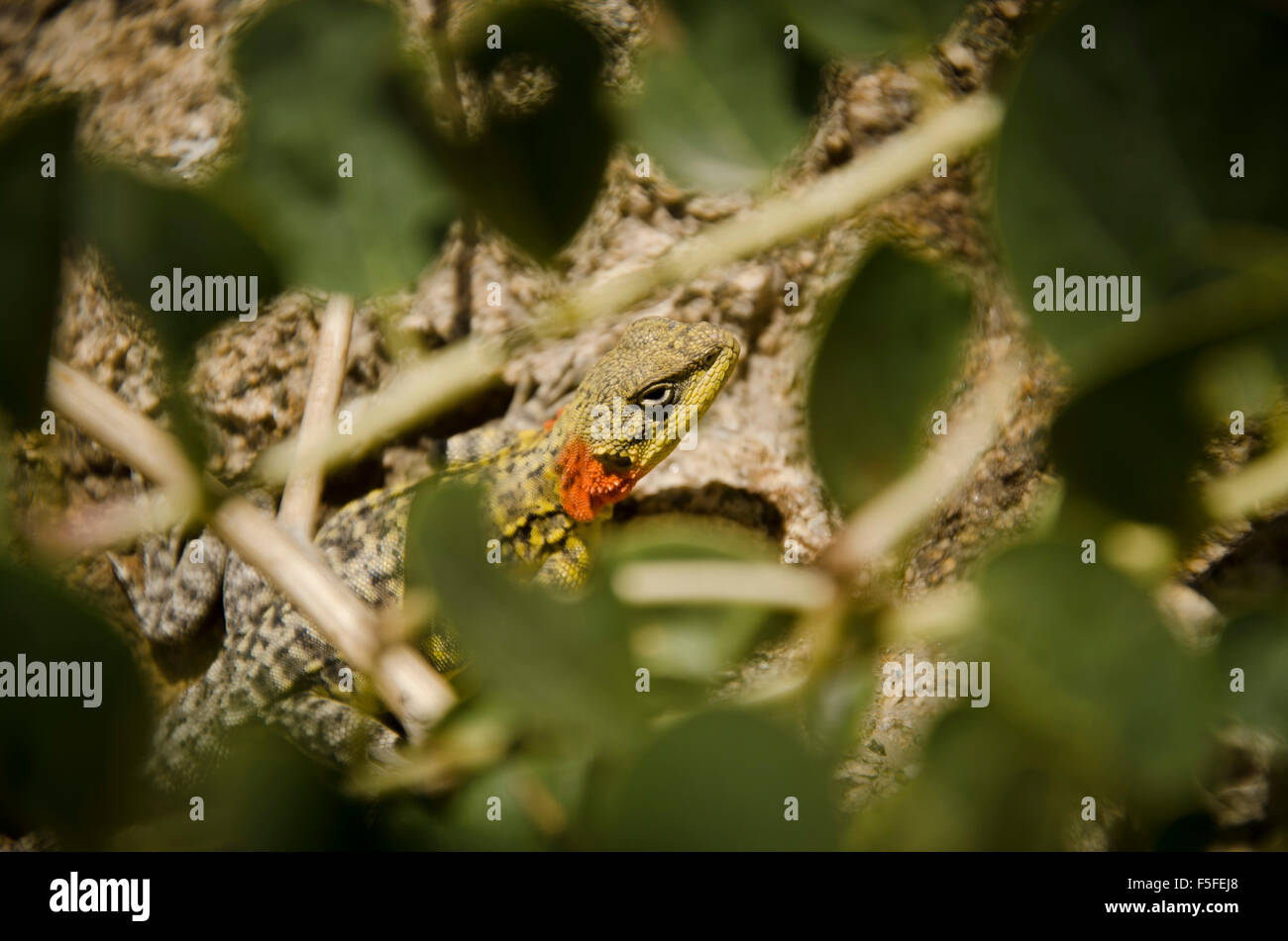 Lizard through the trees, India Stock Photo - Alamy