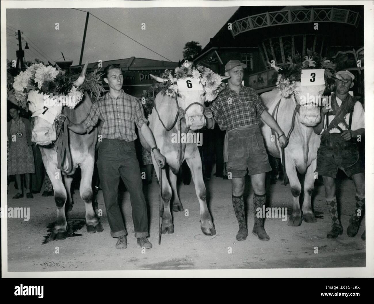 1967 - The traditional oxen-race was held by the small city Dachau ...
