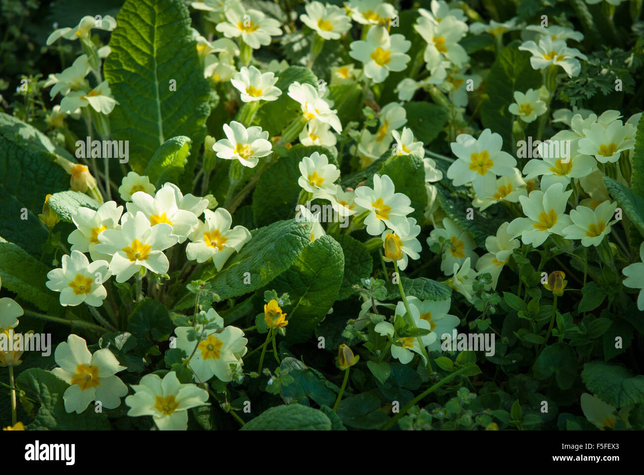 Primrose's in a woodland setting Stock Photo - Alamy