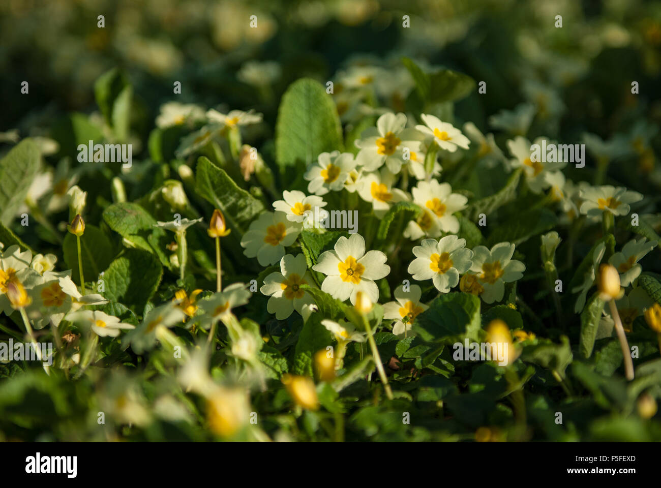 Primrose's in a woodland setting Stock Photo - Alamy