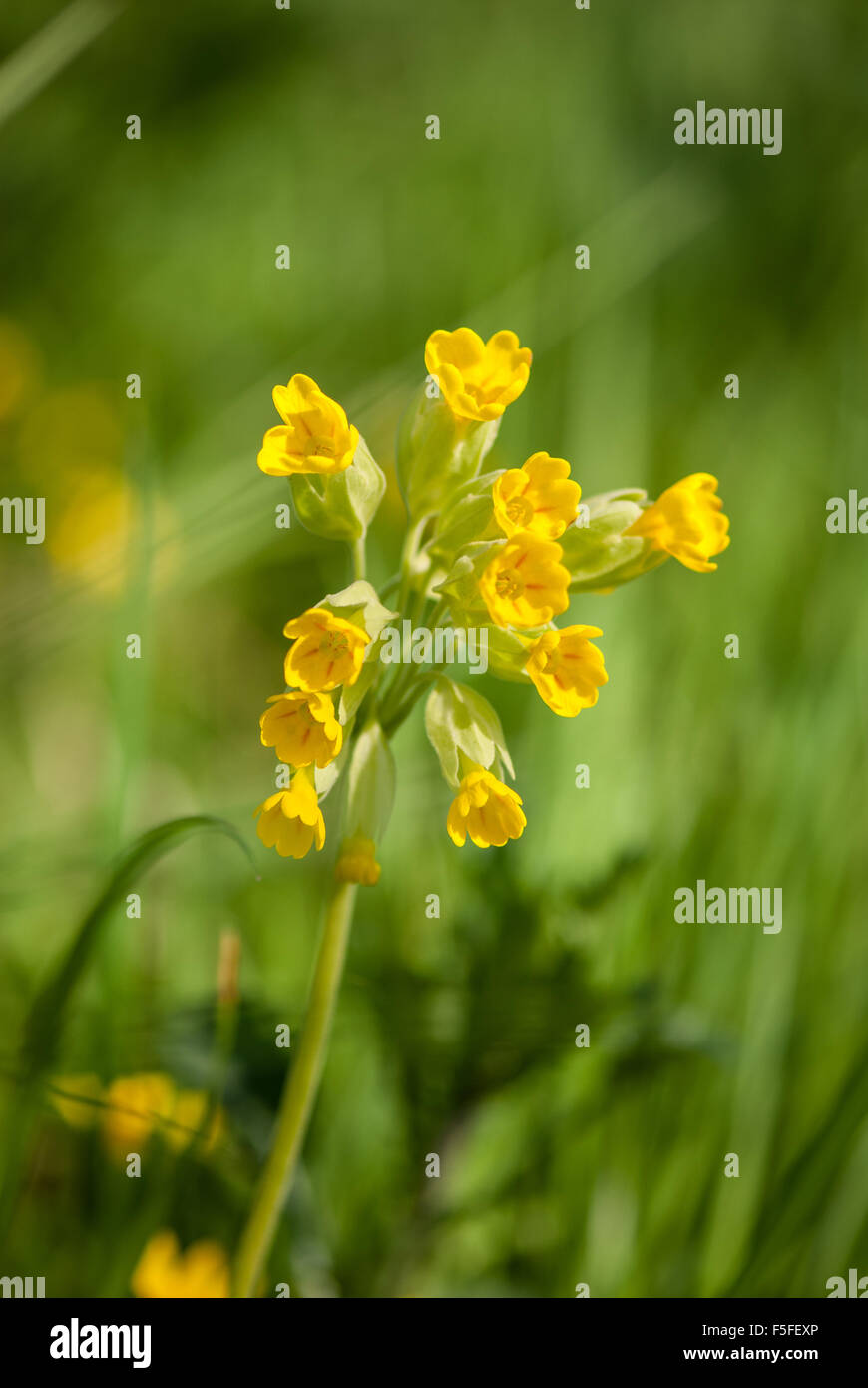 Cowslip hi-res stock photography and images - Alamy