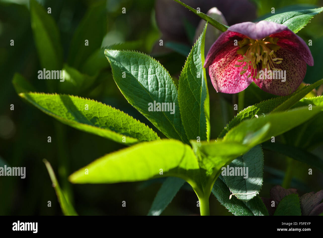 Christmas rose and lenten rose hi-res stock photography and images - Alamy