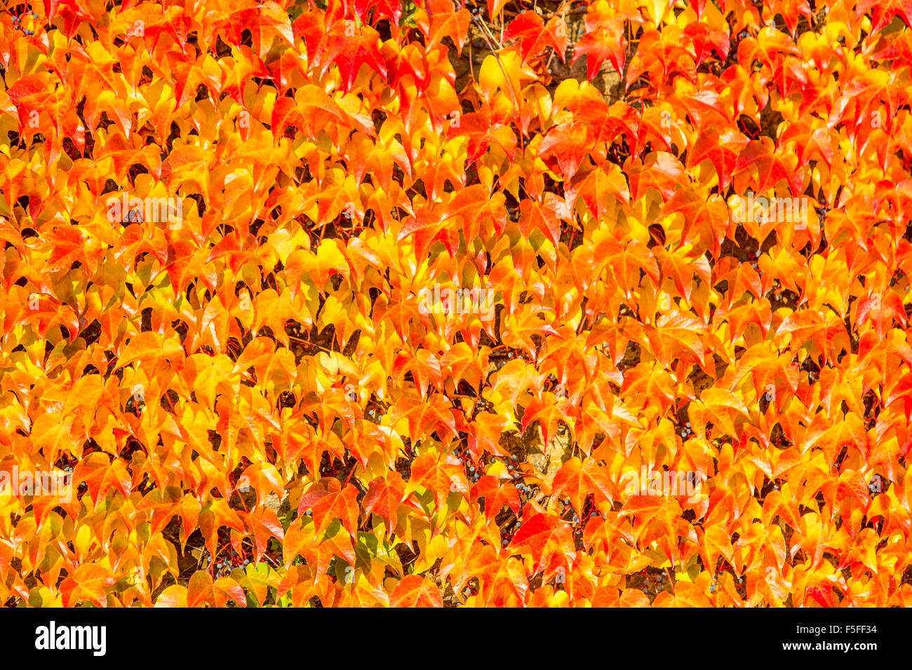 Red ivy leaves, fall autumn Stock Photo - Alamy