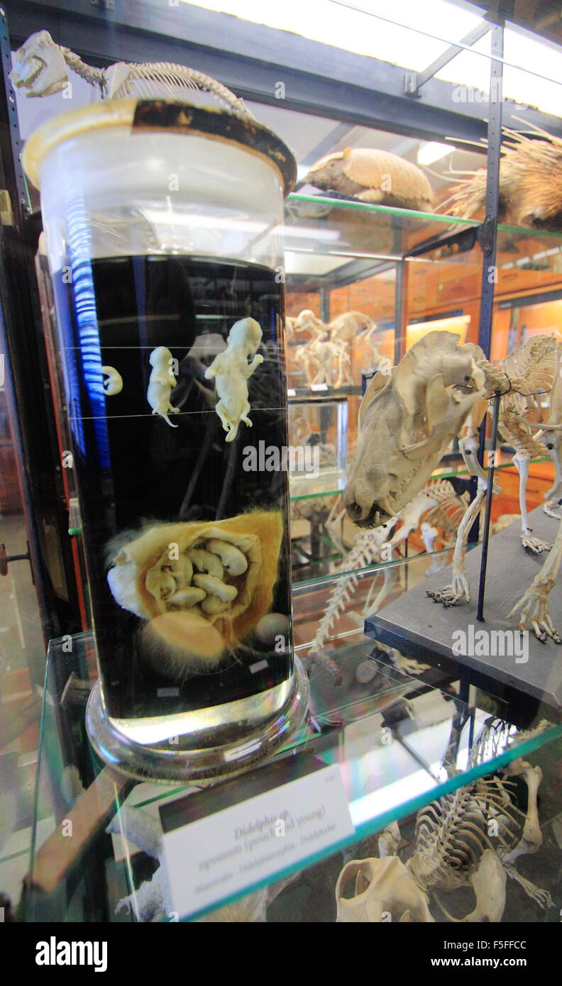 Preserved zoological specimens on display in a glass cabinet in the ...