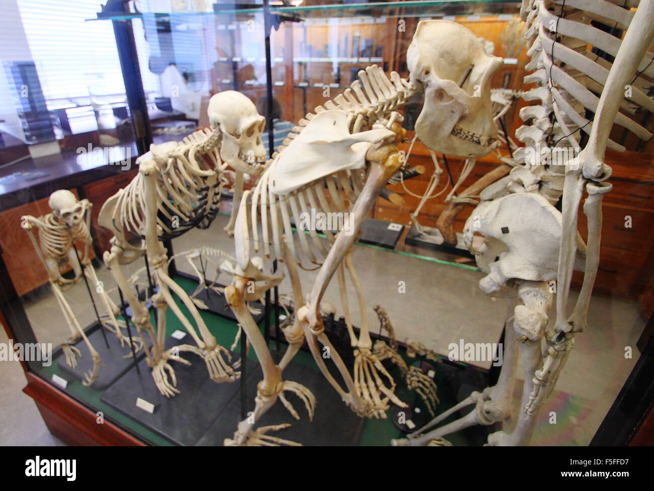 Skeletons on display in a glass cabinet at The Alfred Denny Museum in ...