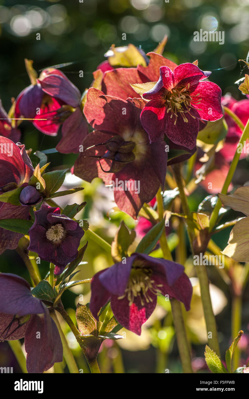 Christmas rose and lenten rose hi-res stock photography and images - Alamy
