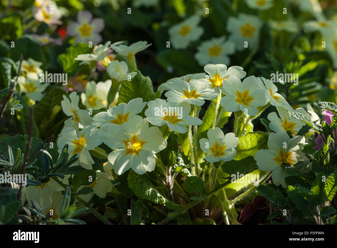 Primrose's in a woodland setting Stock Photo - Alamy
