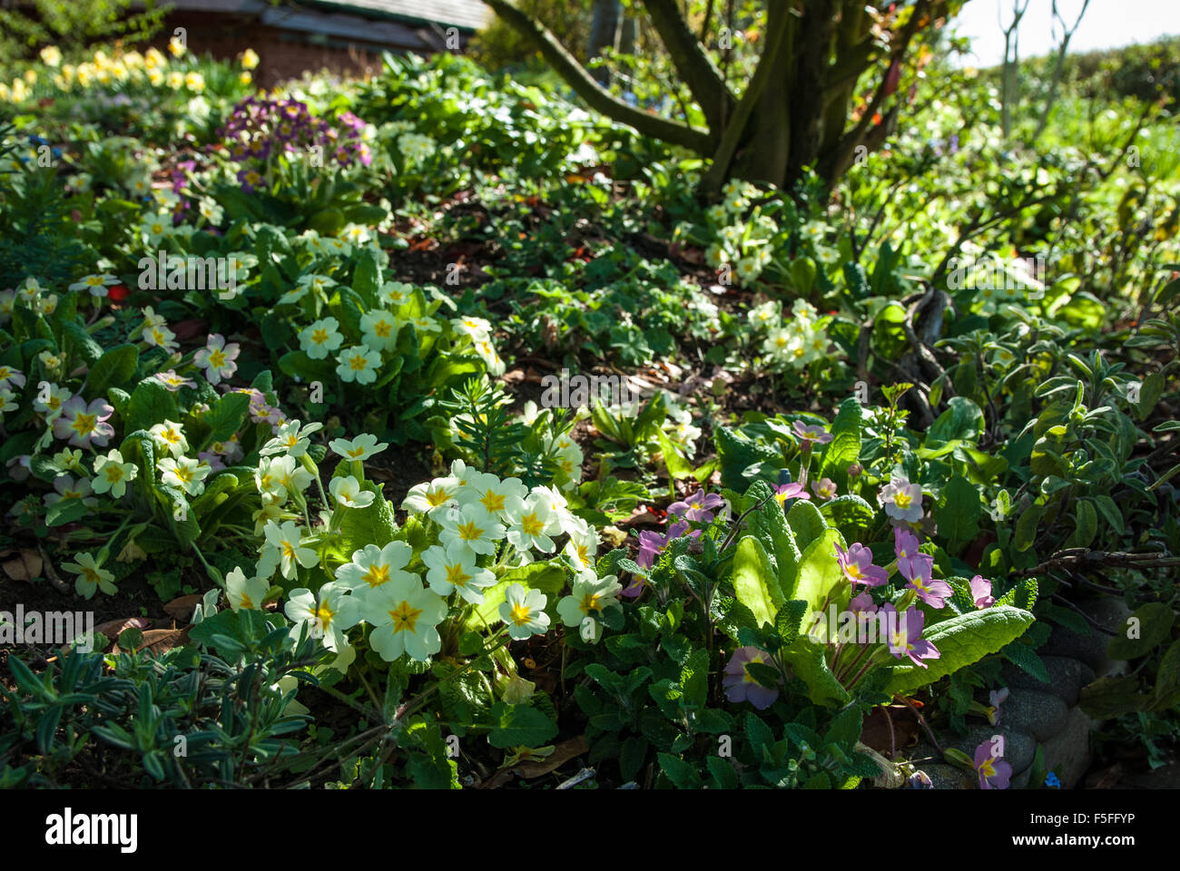 Primrose's in a woodland setting Stock Photo - Alamy