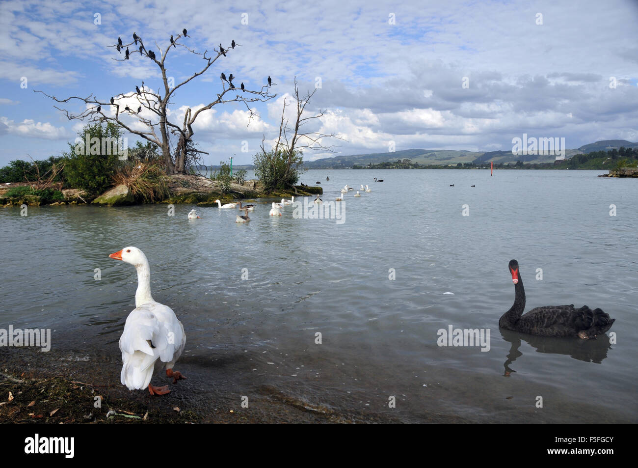 Birds Of New Zealand High Resolution Stock Photography and Images - Alamy