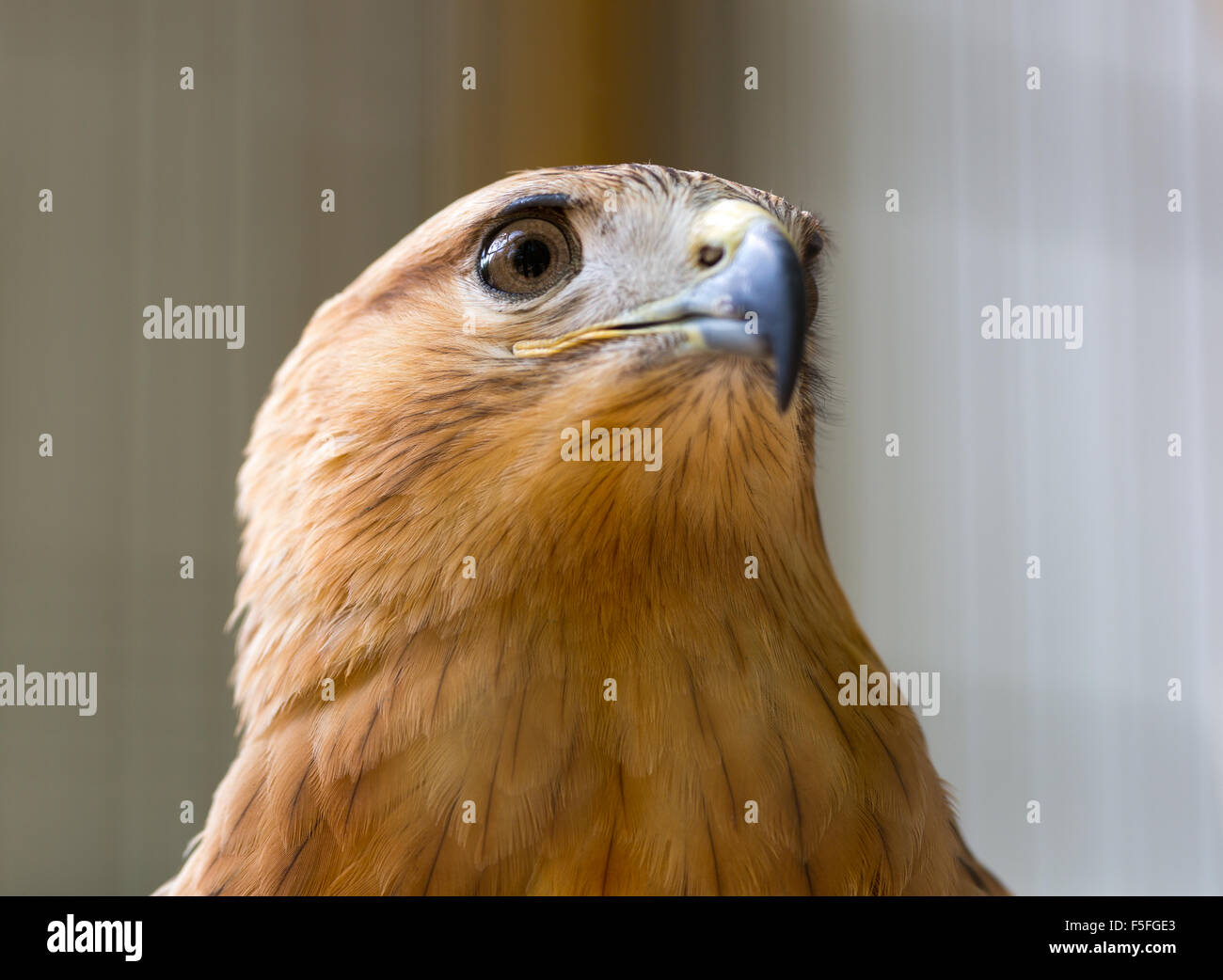 Young hawk hi-res stock photography and images - Alamy