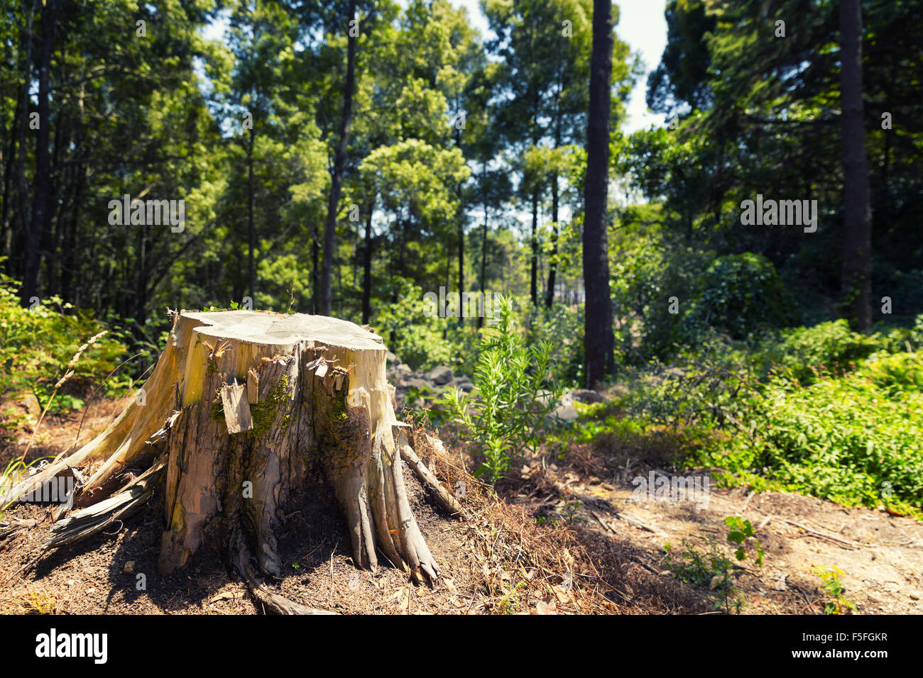 Stump in the forest Stock Photo - Alamy
