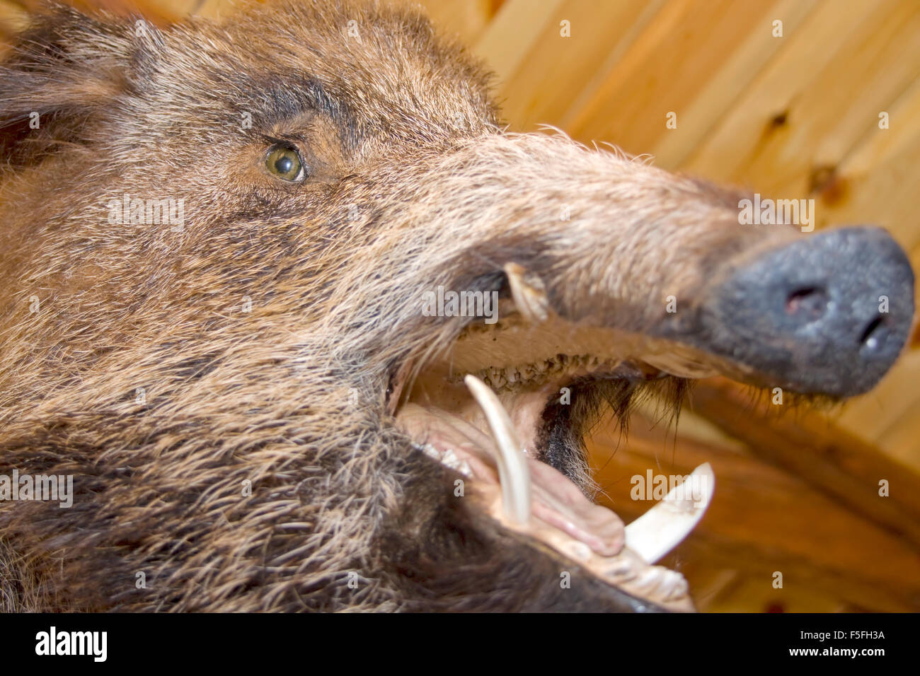 Wild boar. Stuffed animal Stock Photo - Alamy