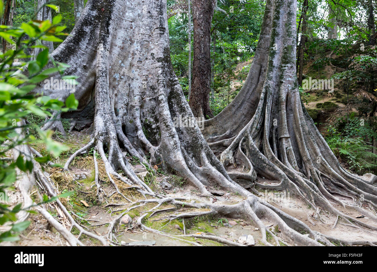Tree roots hi-res stock photography and images - Alamy