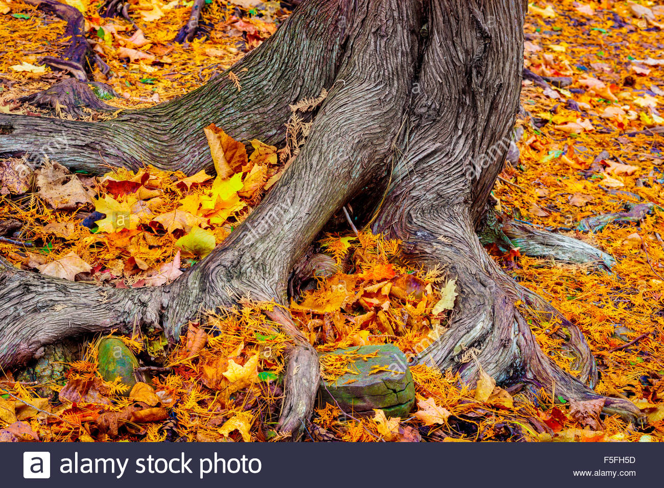 Twisted Tree Trunk Stock Photos & Twisted Tree Trunk Stock Images - Alamy