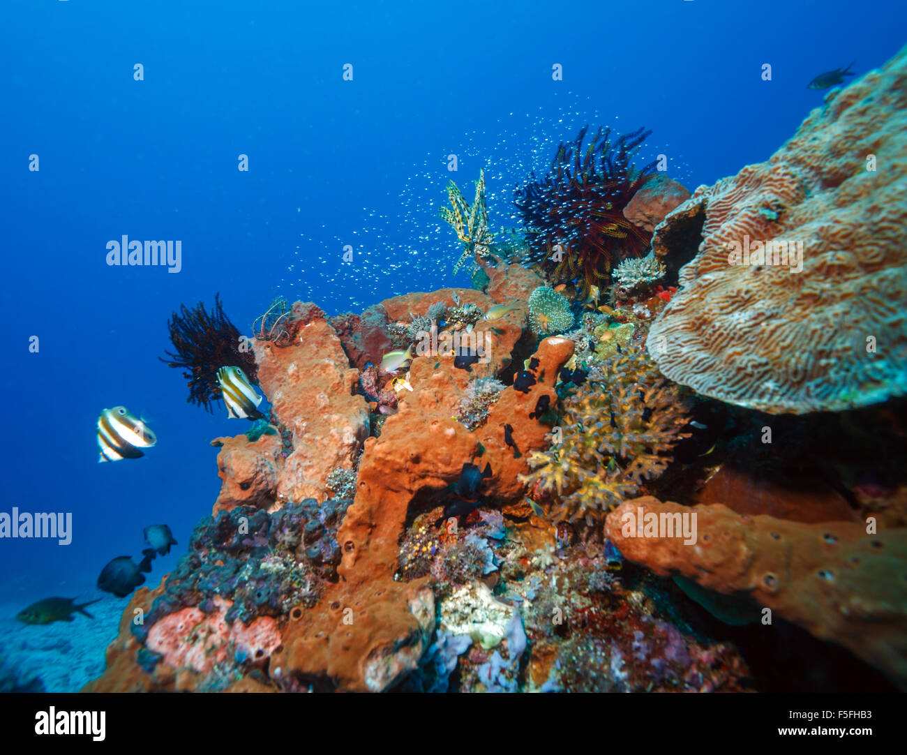 Fishes and Sea Bottom of Ecosystem of Tropical Coral Reef Stock Photo ...