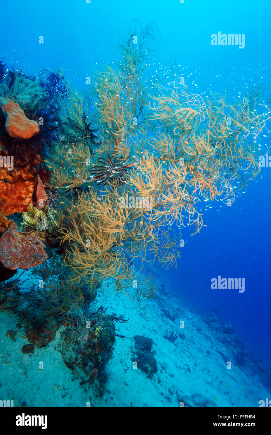 Colorful Tropical Reef Landscape with Soft Corals, bali, Indonesia ...