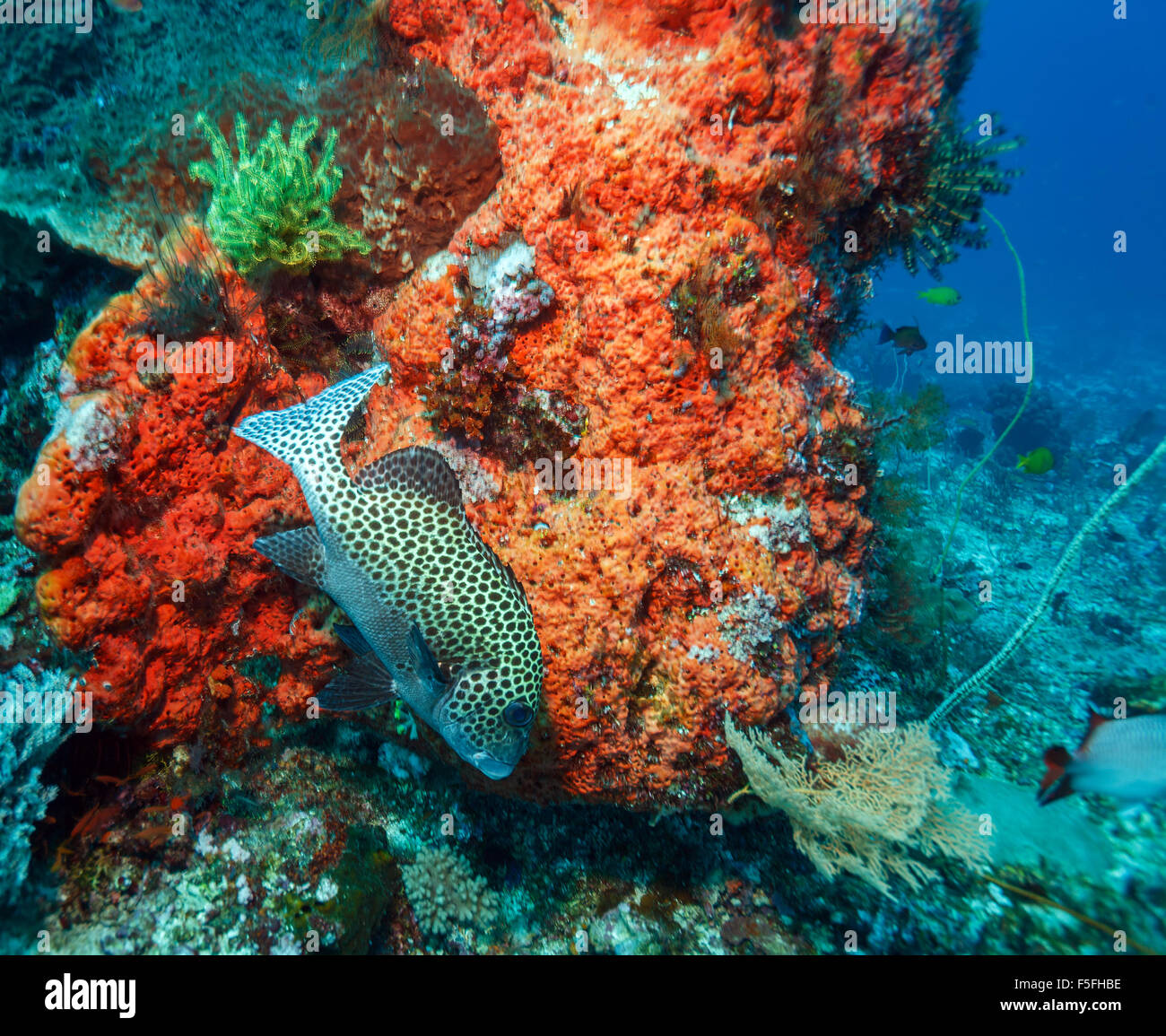 Underwater Landscape with Tropical Fish near Coral Reef, Bali ...