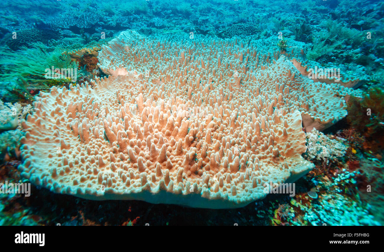 Colorful Tropical Reef Landscape with Hard Corals, Bali, Indonesia ...