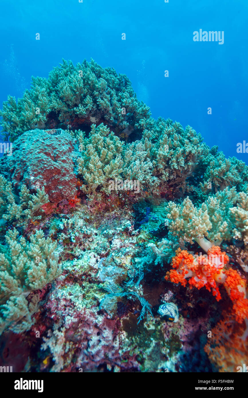 Colorful coral reef bali indian hi-res stock photography and images - Alamy