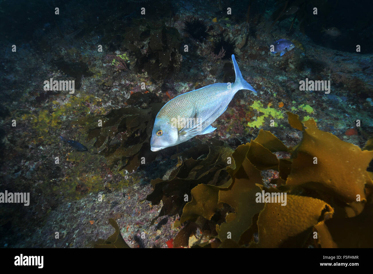 Blue morwong or porae fish, Nemadactylus douglasii, swims by kelp, Poor ...