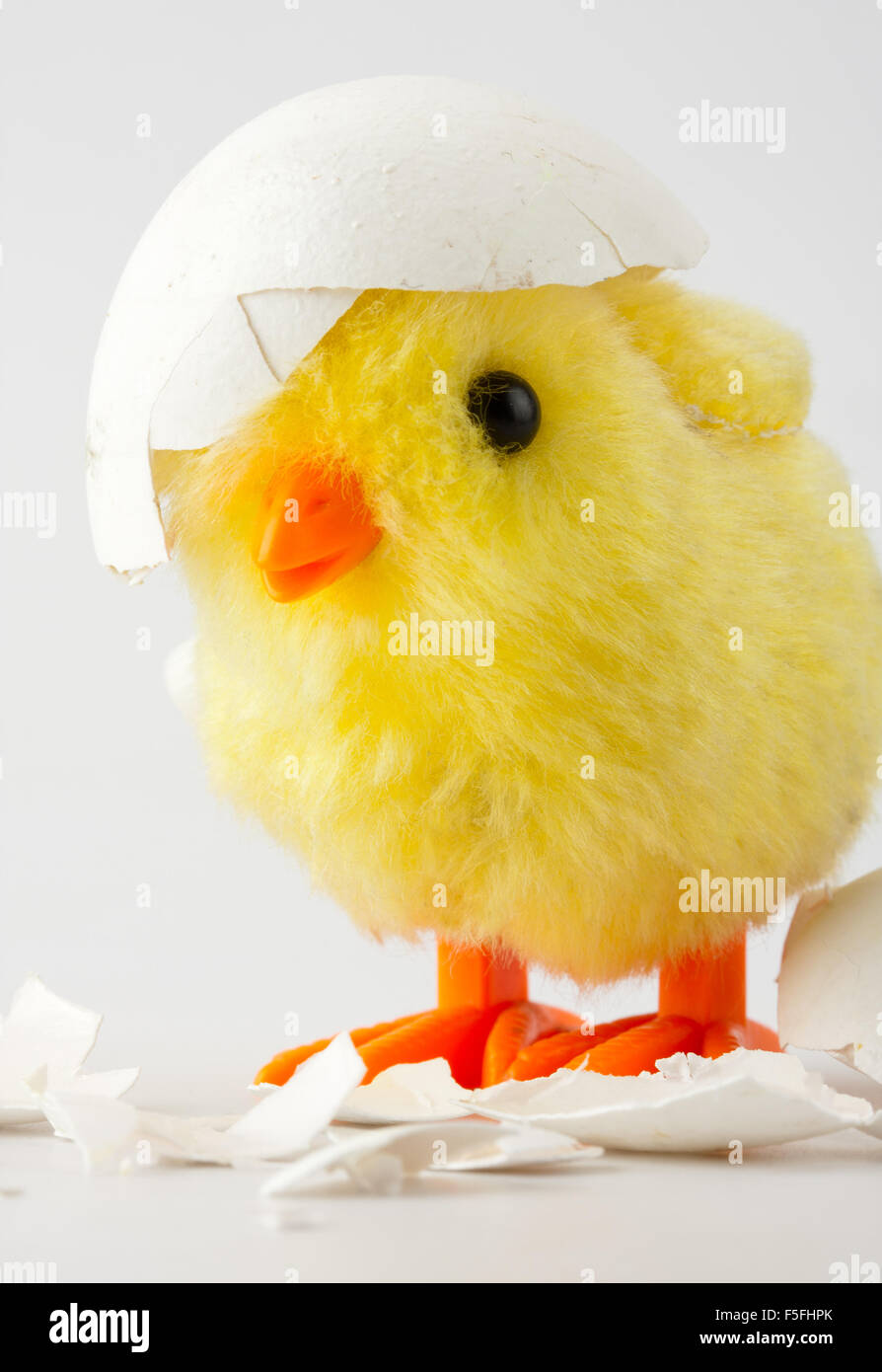 New born baby chickens hi-res stock photography and images - Alamy