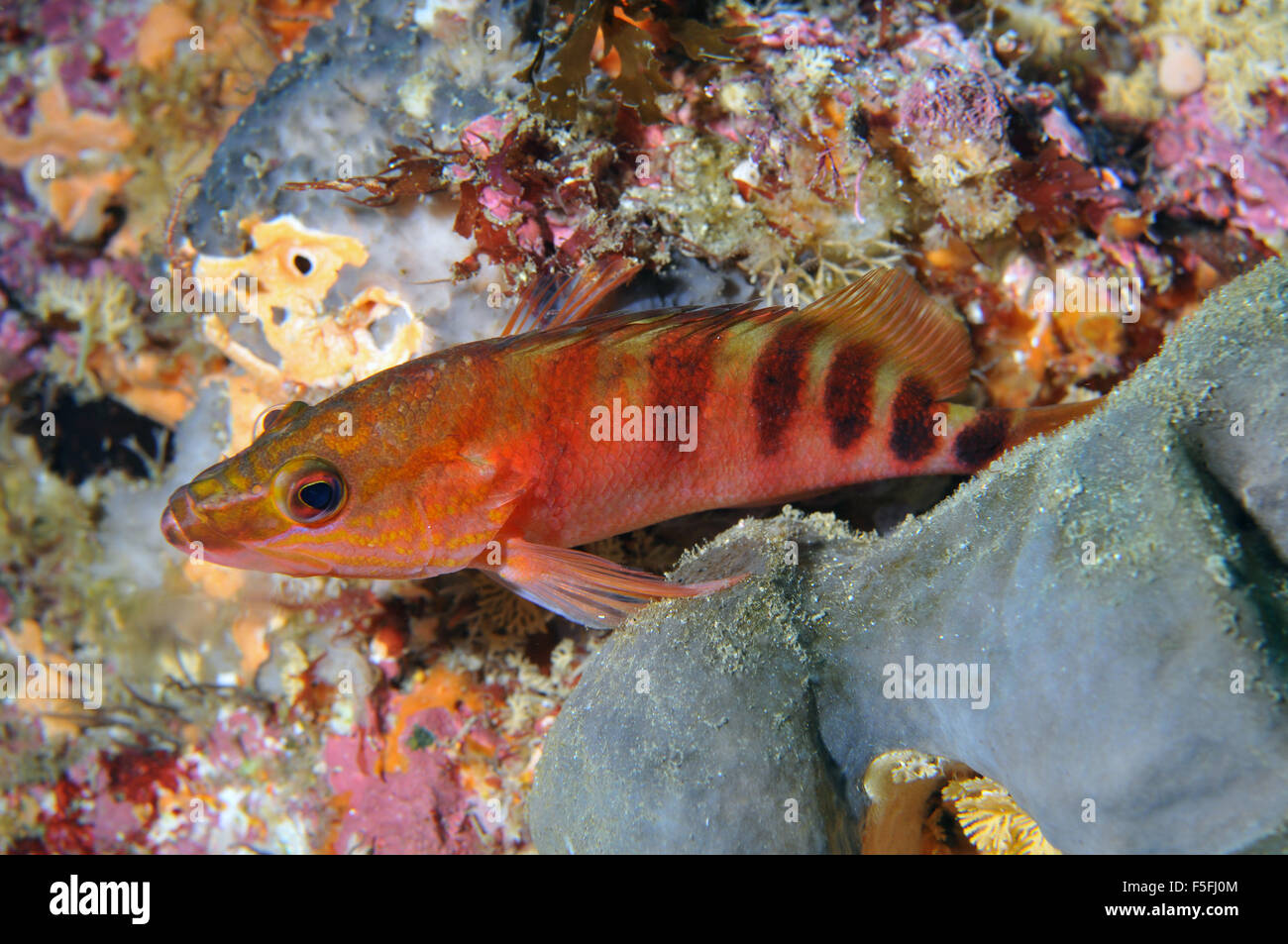 Half banded perch, Hypoplectrodes maccullochi, Poor Knights Islands ...