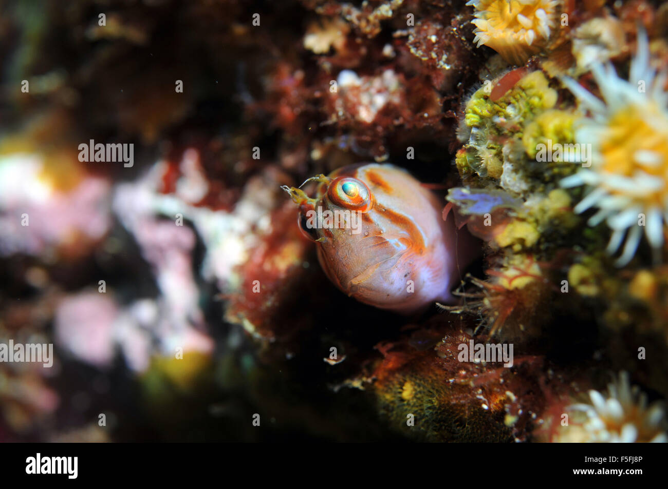 Crested blenny, Parablennius laticlavius, Poor Knights Islands Nature ...