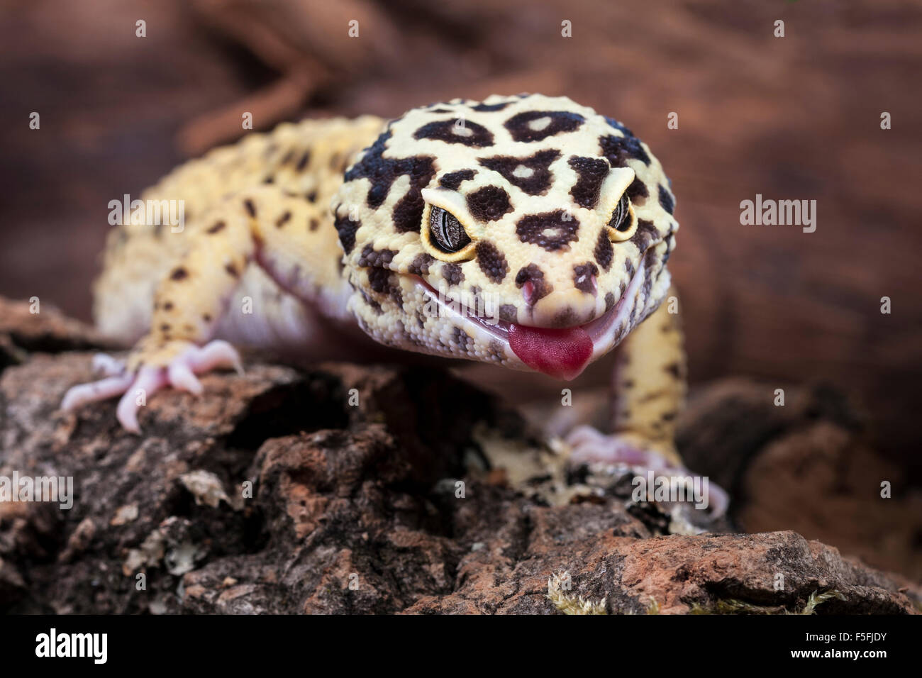 Leopard gecko hi-res stock photography and images - Alamy