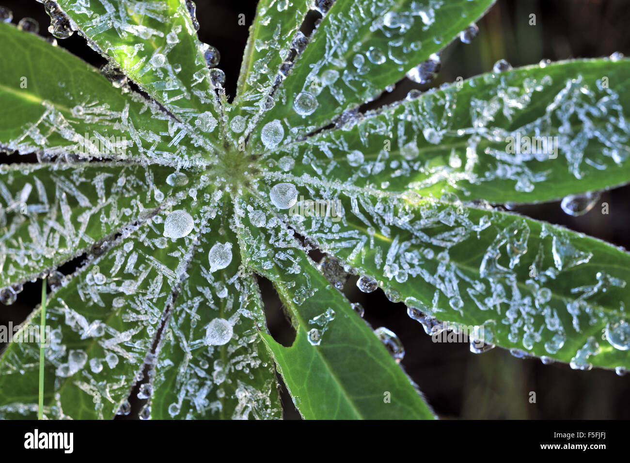 Lupin leave hi-res stock photography and images - Alamy