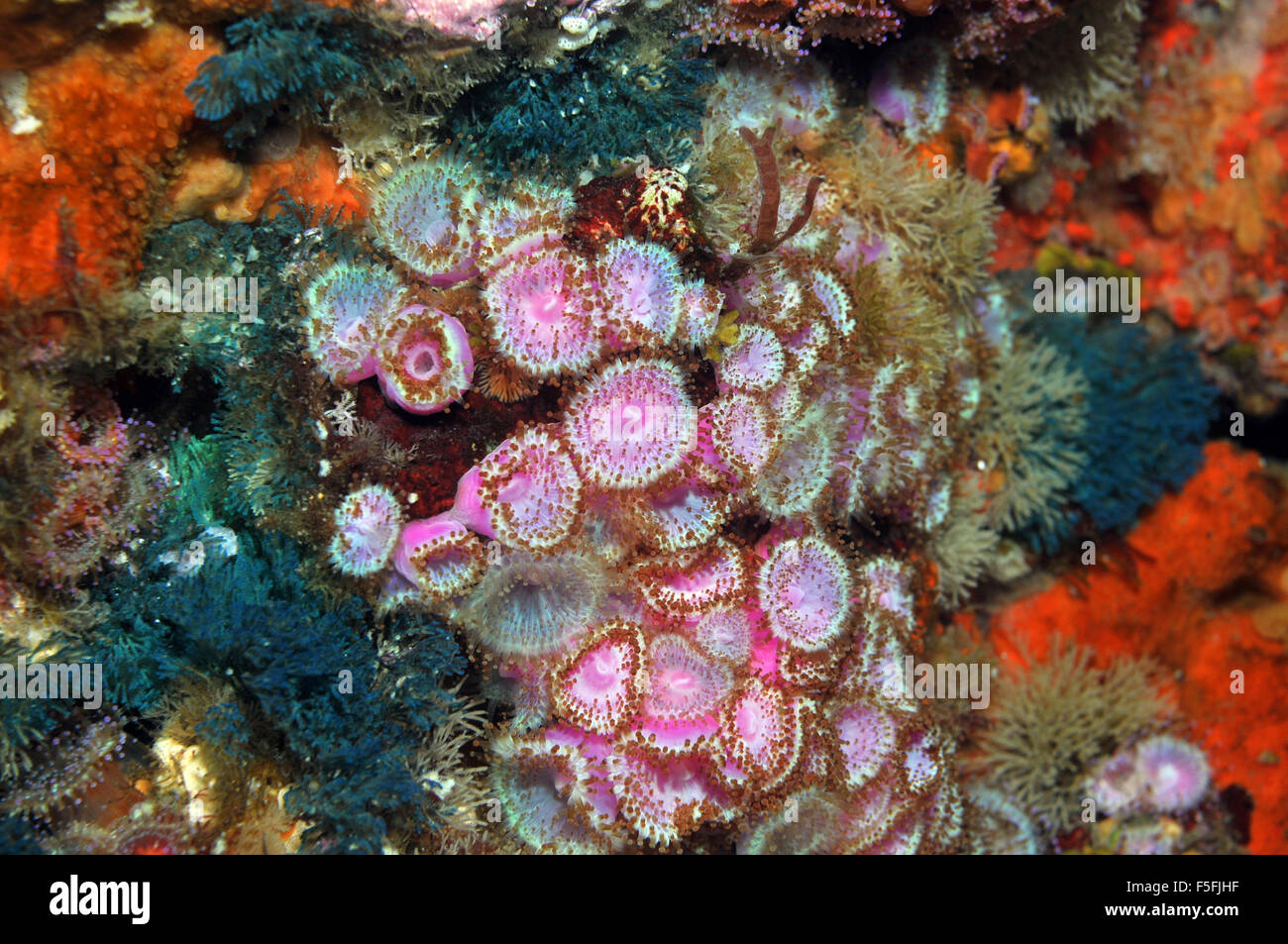 Anthozoans Jewel anemones, Corynactis viridis, Poor Knights Islands ...